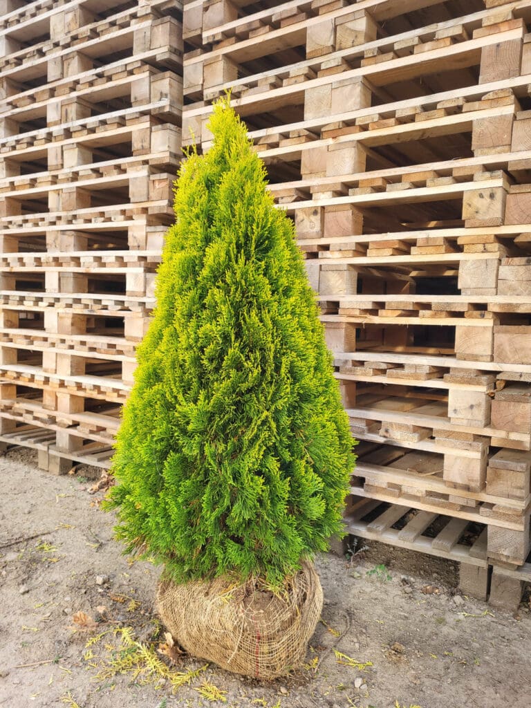 Thuja occ.Golden Smaragd 110-120 cm - Zahradnictví Munzar