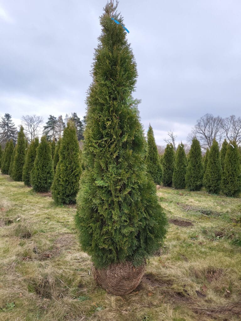 Thuja occ.Smaragd 190-200 cm - Zahradnictví Munzar